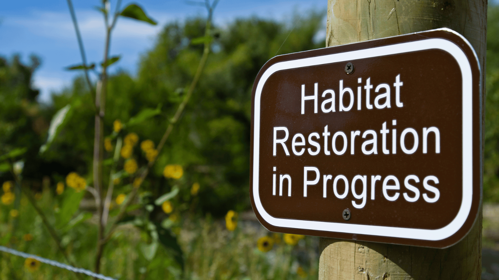 Three Key Schemes for Forest Restoration and Tree Planting in India ...